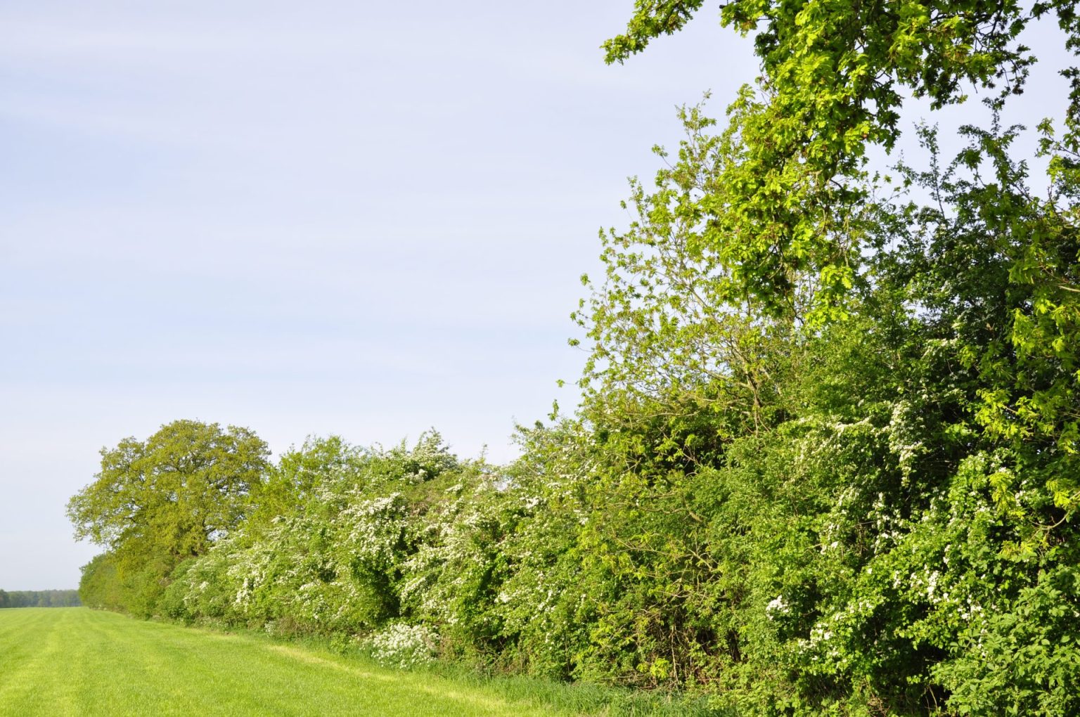Houtwallen en (elzen)singels - MeerBomenNu