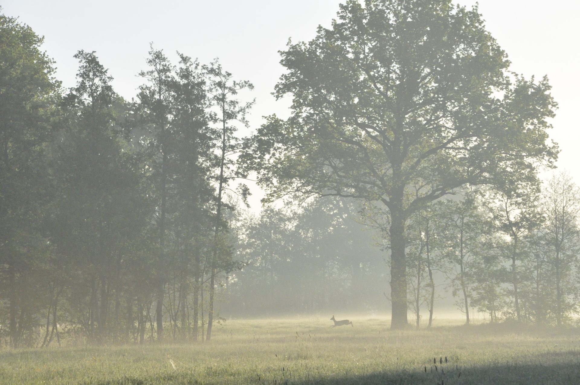 Houtwallen en (elzen)singels - MeerBomenNu