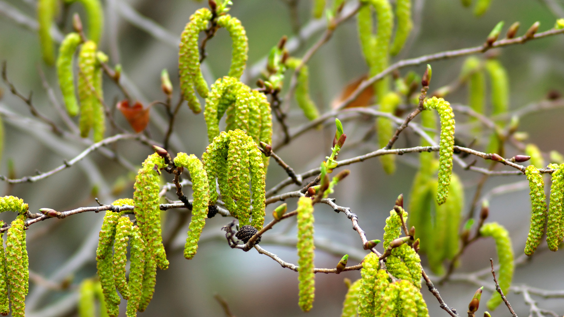 Houtwallen en (elzen)singels - MeerBomenNu