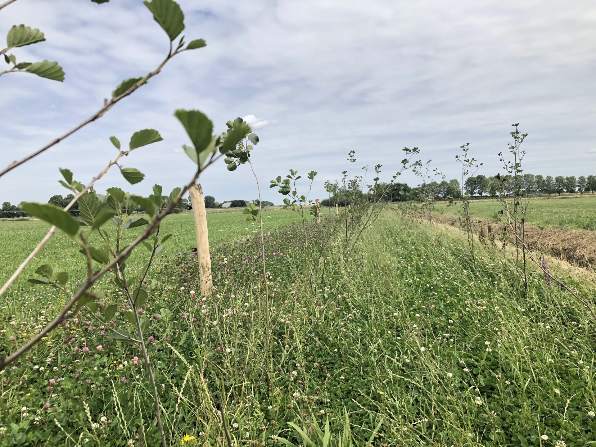 Houtwallen en (elzen)singels - MeerBomenNu